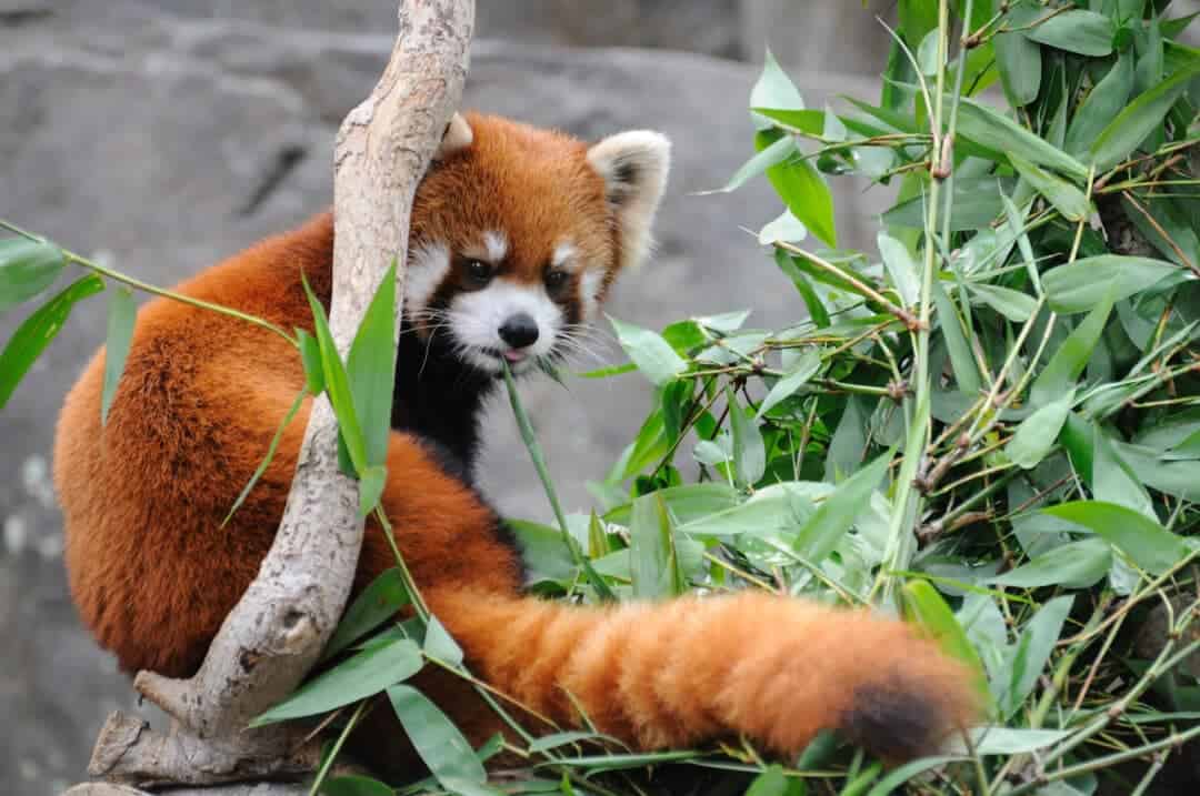 Top 10 Cute and Fluffy Animals - Animals Around The Globe