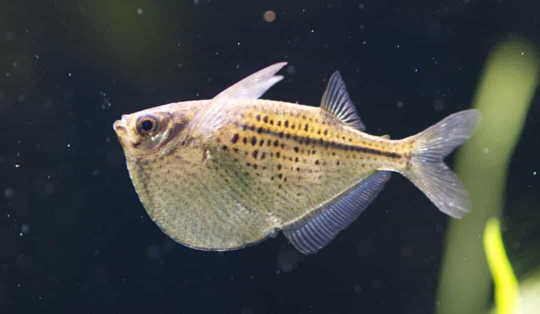 12 Deep Sea Animals With Terrifying Adaptations - Animals Around The Globe