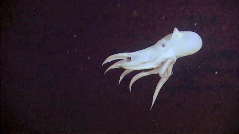 15 Marine Creatures You Did not Know Existed - Animals Around The Globe