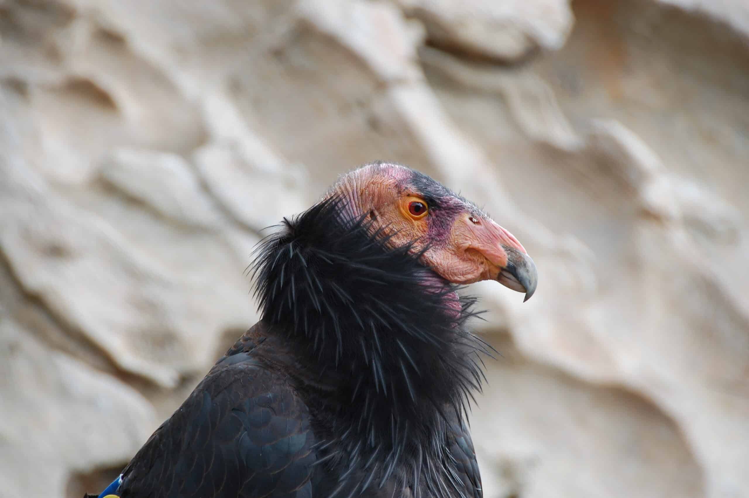 Protecting Precious Birds: A Call to Save the California Condor ...