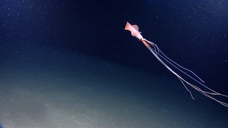 A Giant Squid Was Spotted Off the Florida Keys—Here’s What It Means ...
