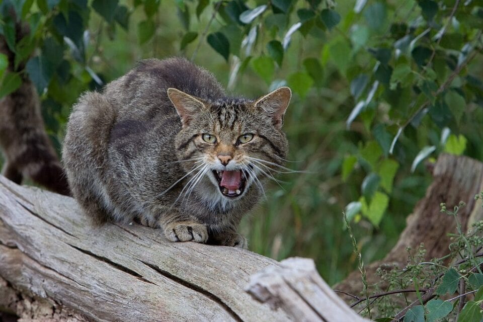 Brink Of Extinction: Rescuing Scottish Wildcats - Animals Around The Globe