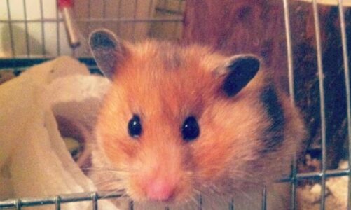 How to Know If Your Hamster Is Stressed - Animals Around The Globe