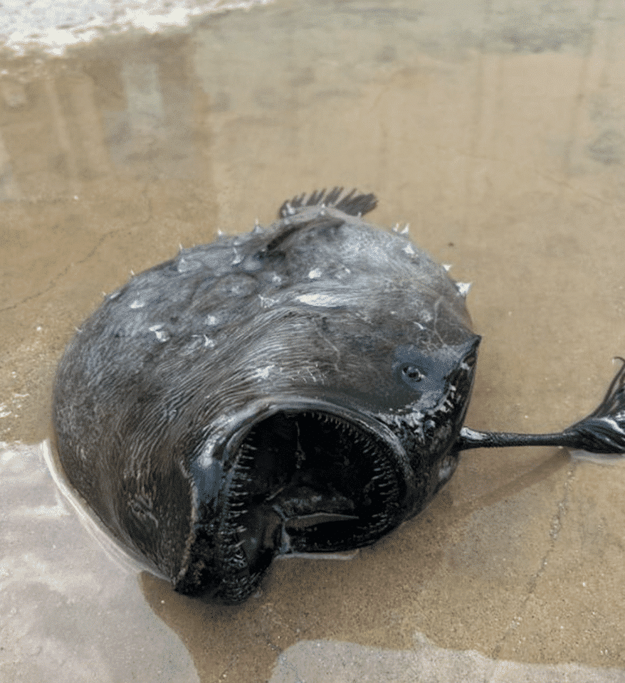 Bizarre Deep-Sea Creature Found in California