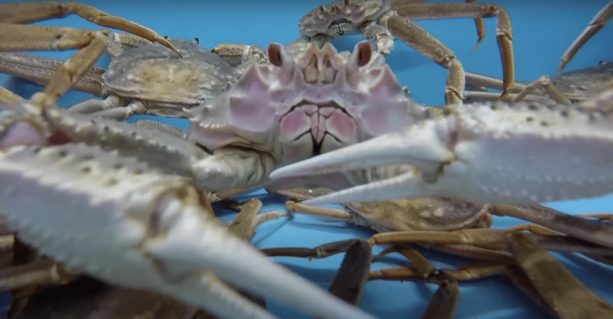 The Truth Behind The Alaskan Snow Crab Disappearance - Animals Around ...