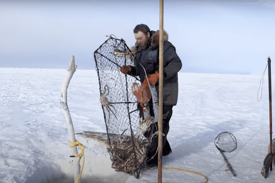 The Truth Behind The Alaskan Snow Crab Disappearance - Animals Around ...