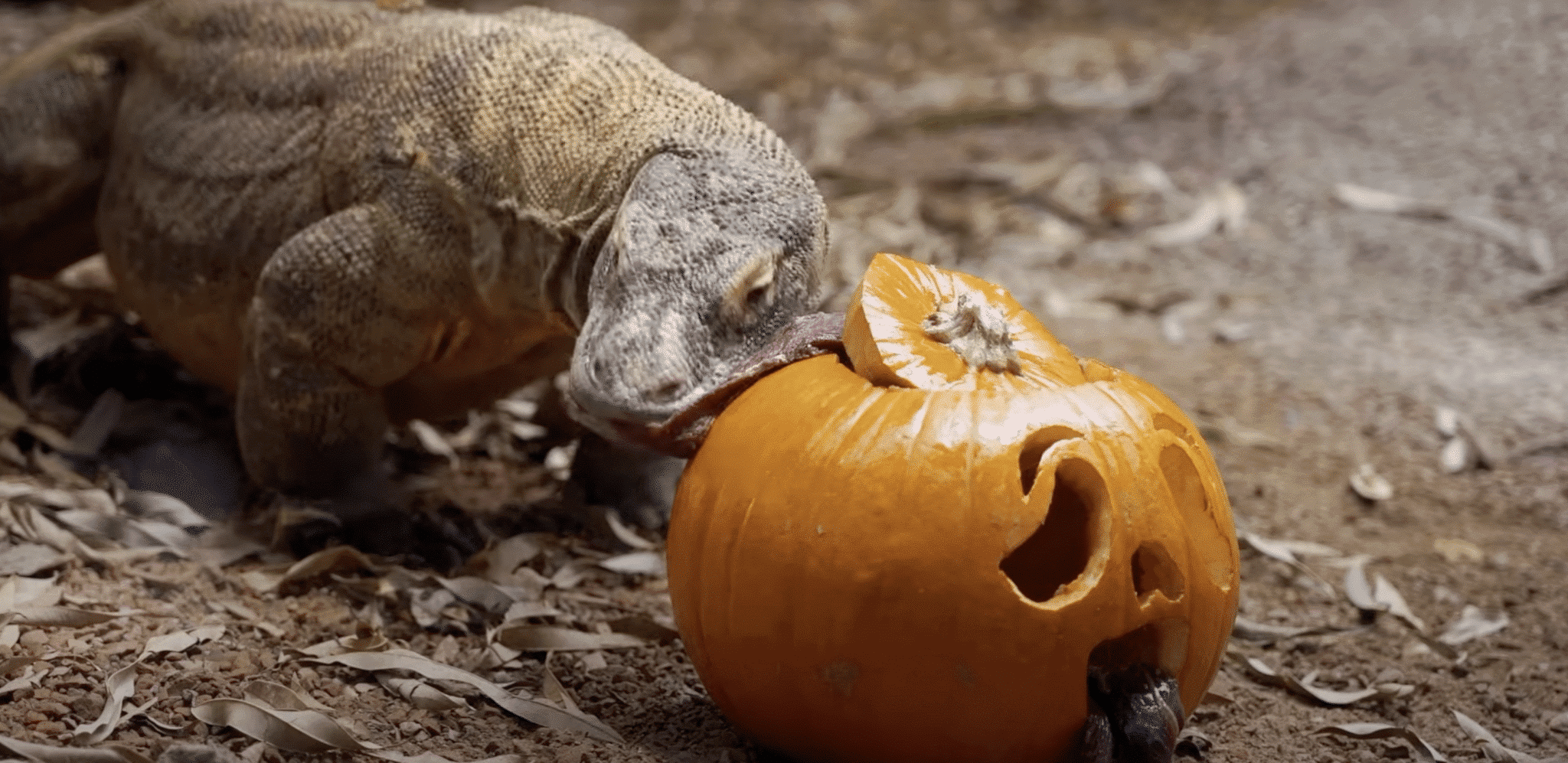 Watch: London Zoo's Halloween Pumpkin Extravaganza - Animals Around The ...