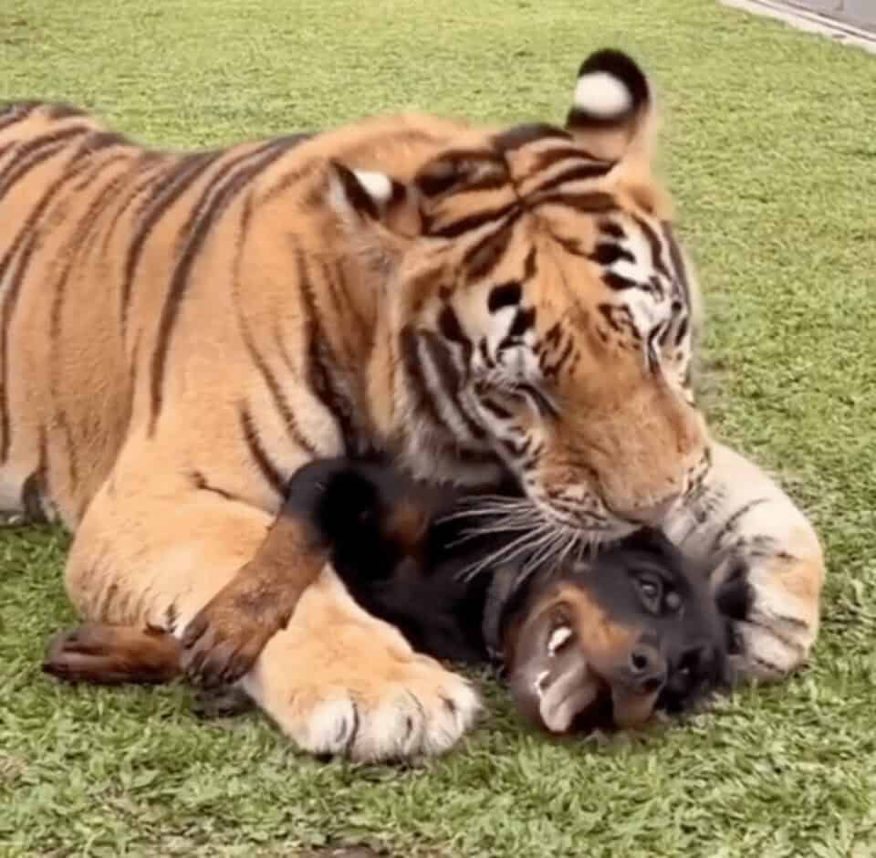 The Unbreakable Bond Between a Dog and a Tiger - Animals Around The Globe