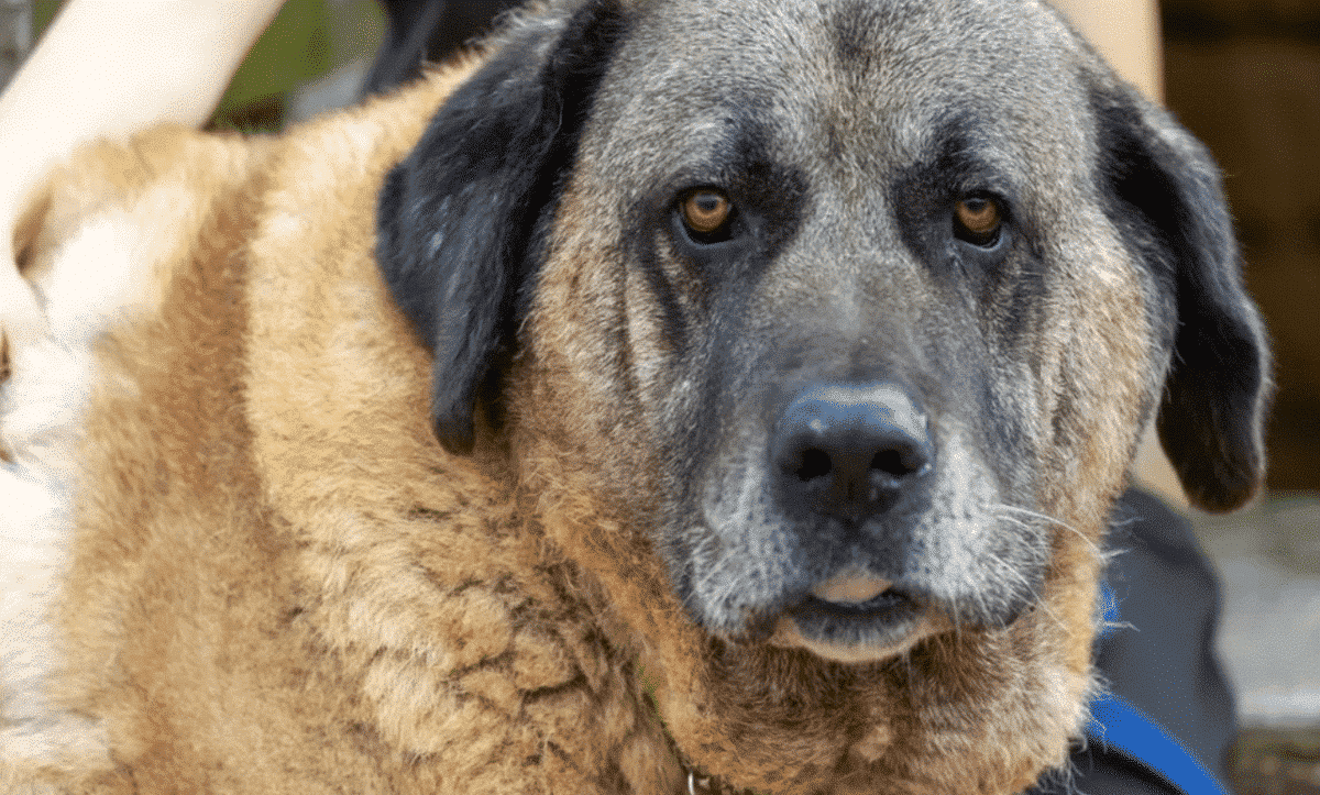 A Rescue Shelter's Largest Dog is Up For Adoption - Animals Around The ...