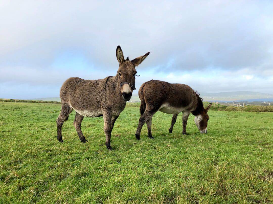 Donkey Opens Kitchen Window and Asks For a Treat - Animals Around The Globe
