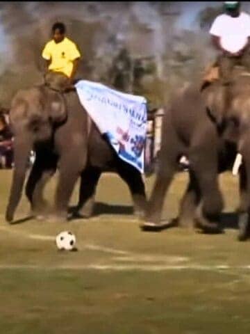 15 Times Elephants Proved Just How Smart They Are - Animals Around The ...