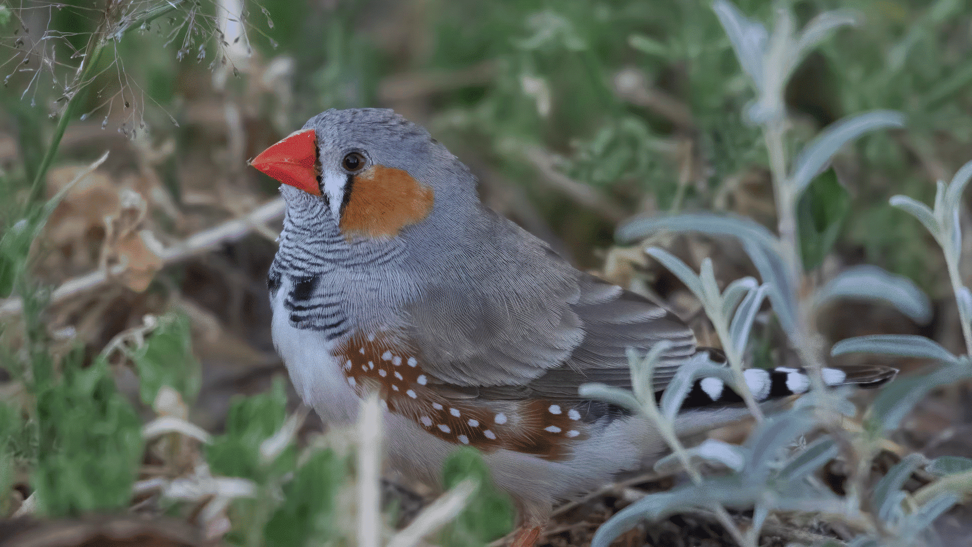 This Bird Drinks Blood Like a Vampire, But It’s Not a Predator
