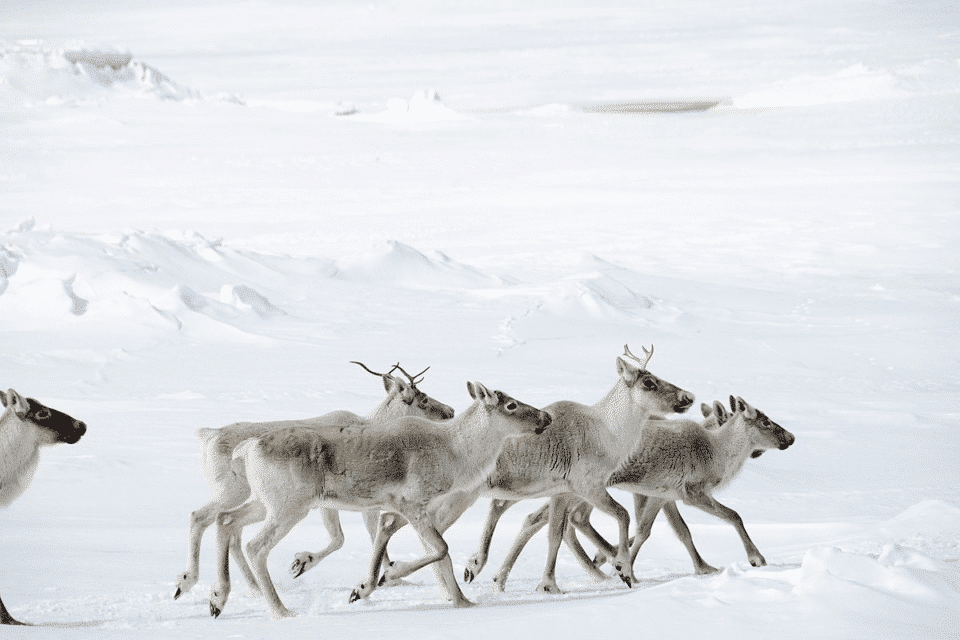 Where to See Reindeer in Their Native Arctic Landscape - Animals Around ...