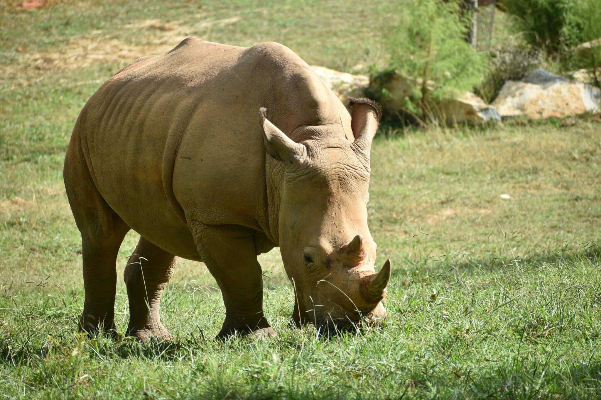 The Last Hope: Only One Breeding White Northern Rhino Remains - Animals ...