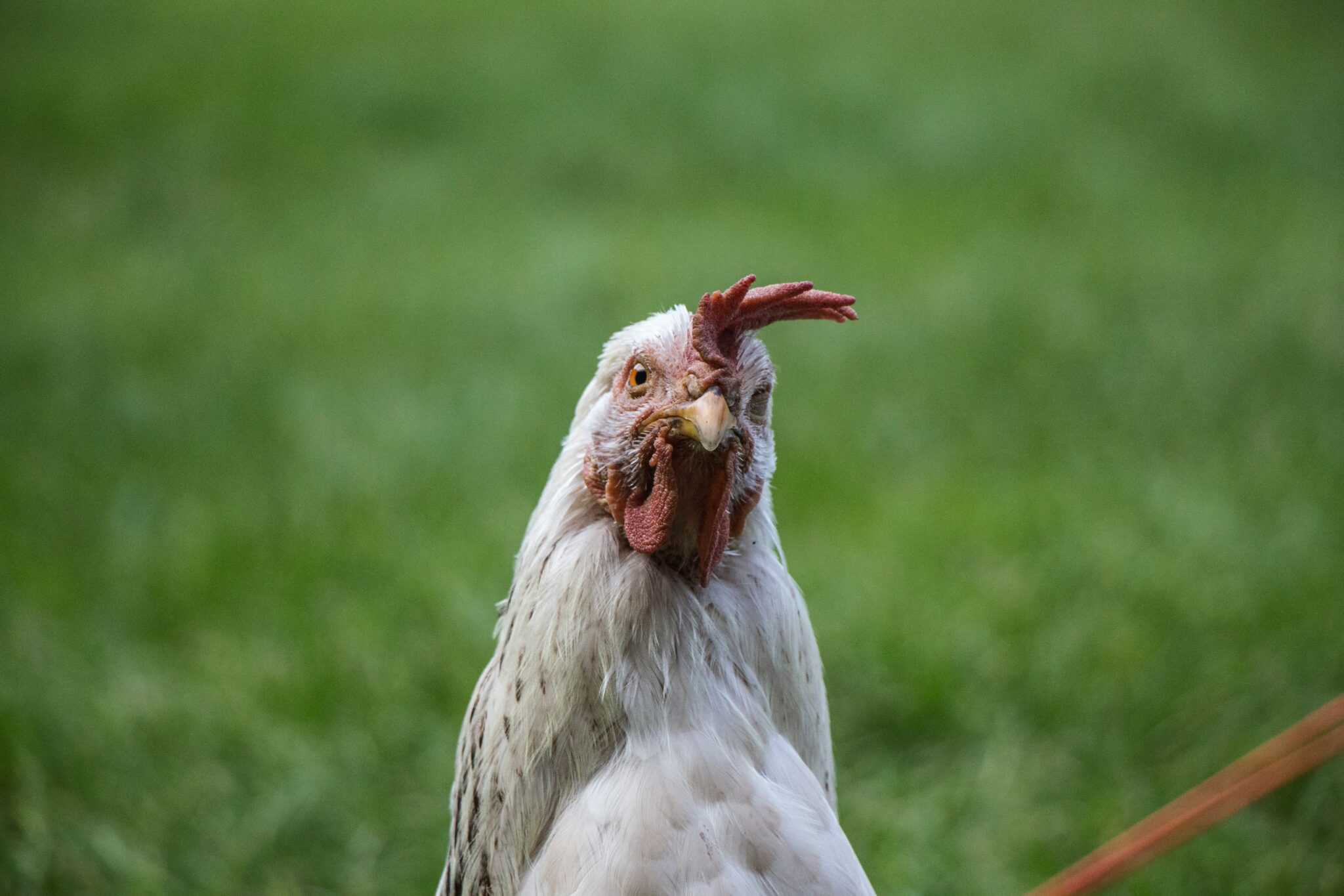How to Teach Your Chicken to Walk on a Leash - Animals Around The Globe