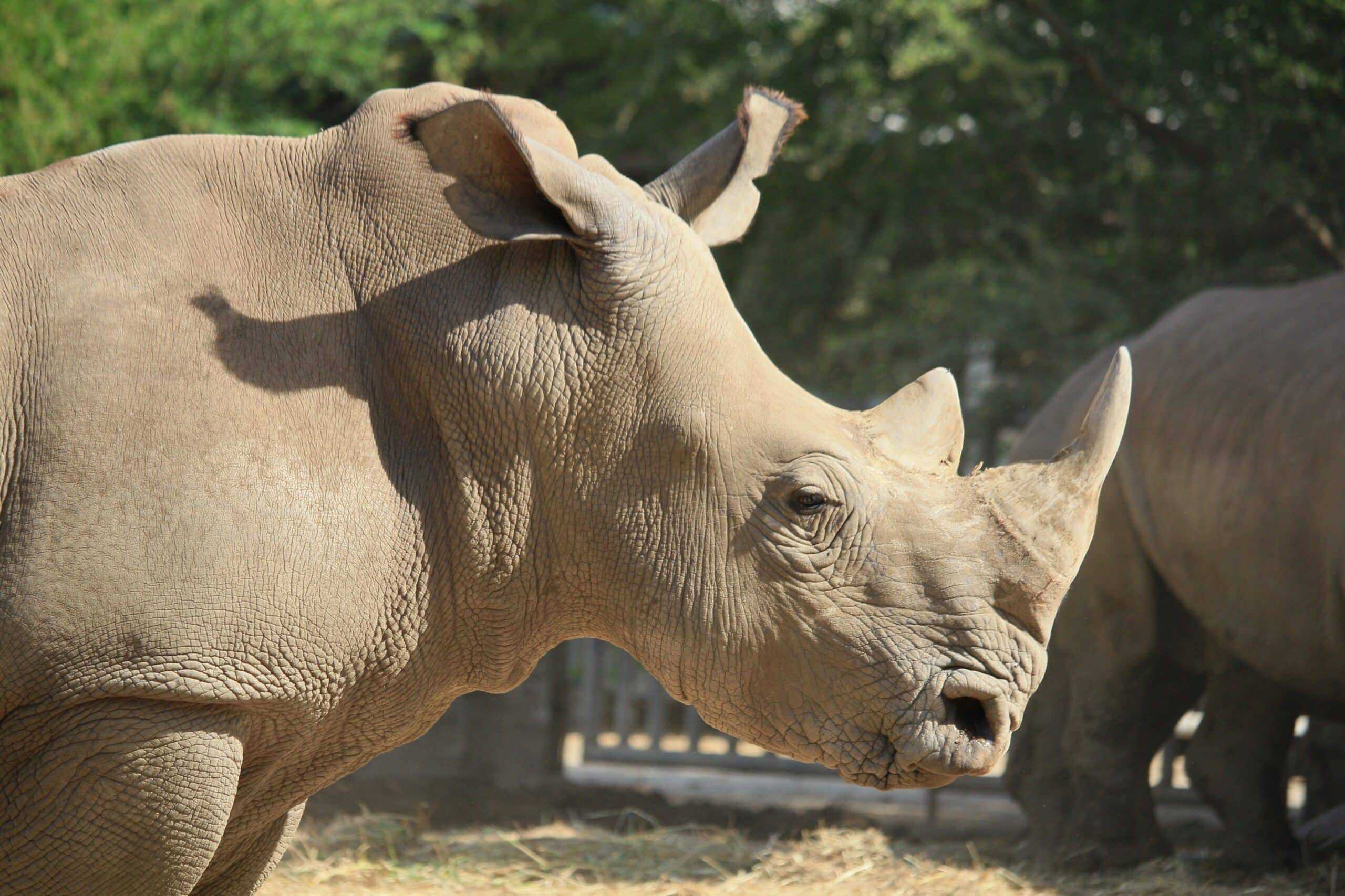 The Last Hope: Only One Breeding White Northern Rhino Remains - Animals ...
