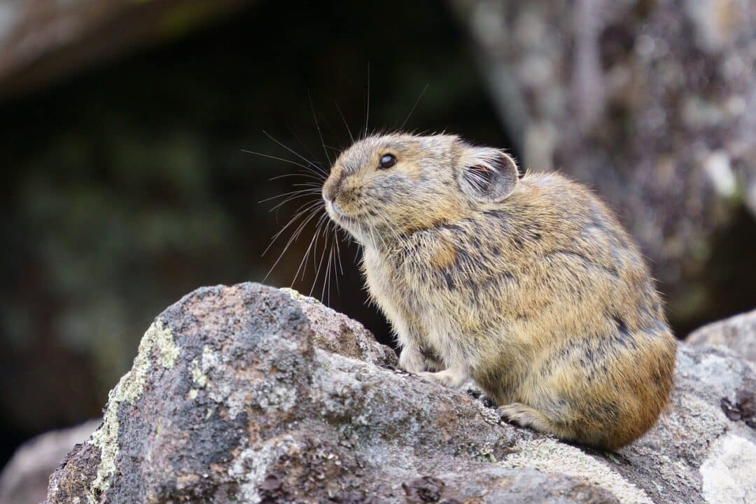 The Animal That Inspired the Pokémon Pikachu - Animals Around The Globe