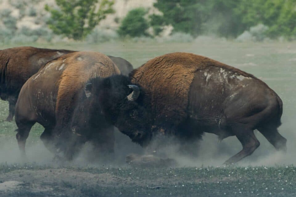 10 Of The Most Aggressive Animals Alive
