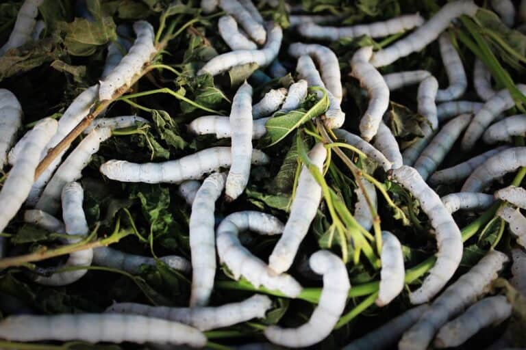 China's Genetically Modified Silkworms Spin Silk Stronger than Kevlar