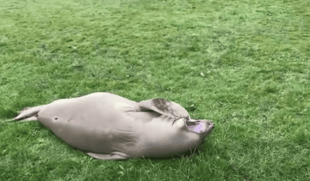 600 kg Elephant Seal Forces Women To Take The Day Off Work