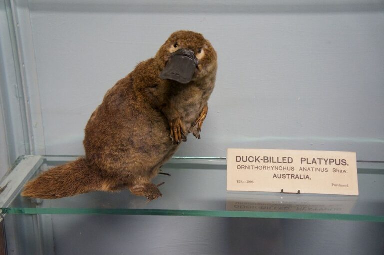 10 Curious Facts About the Egg-Laying Platypus - Animals Around The Globe