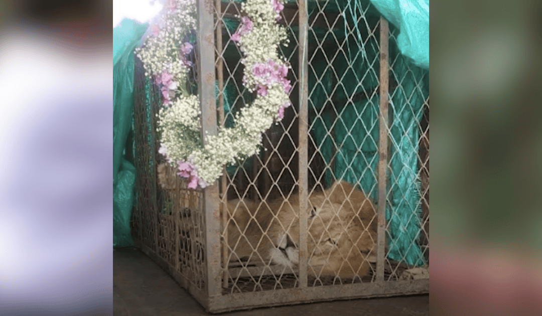 Massive Lion Reunites With Human Mother 12 Years Laters - Animals ...