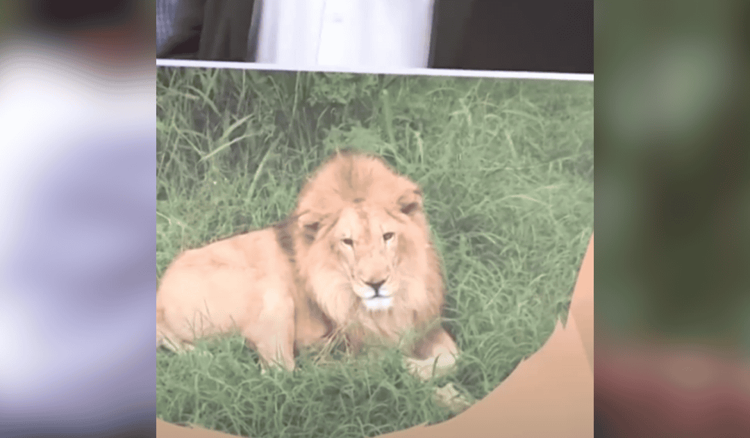 Massive Lion Reunites With Human Mother 12 Years Laters - Animals ...