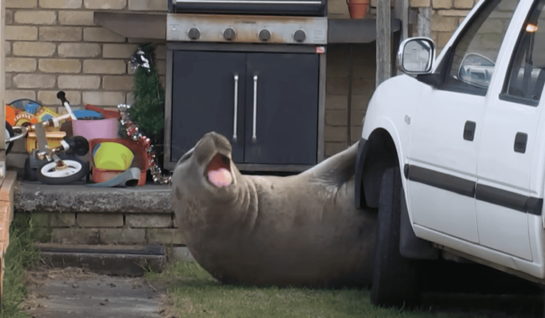 600 kg Elephant Seal Forces Women To Take The Day Off Work