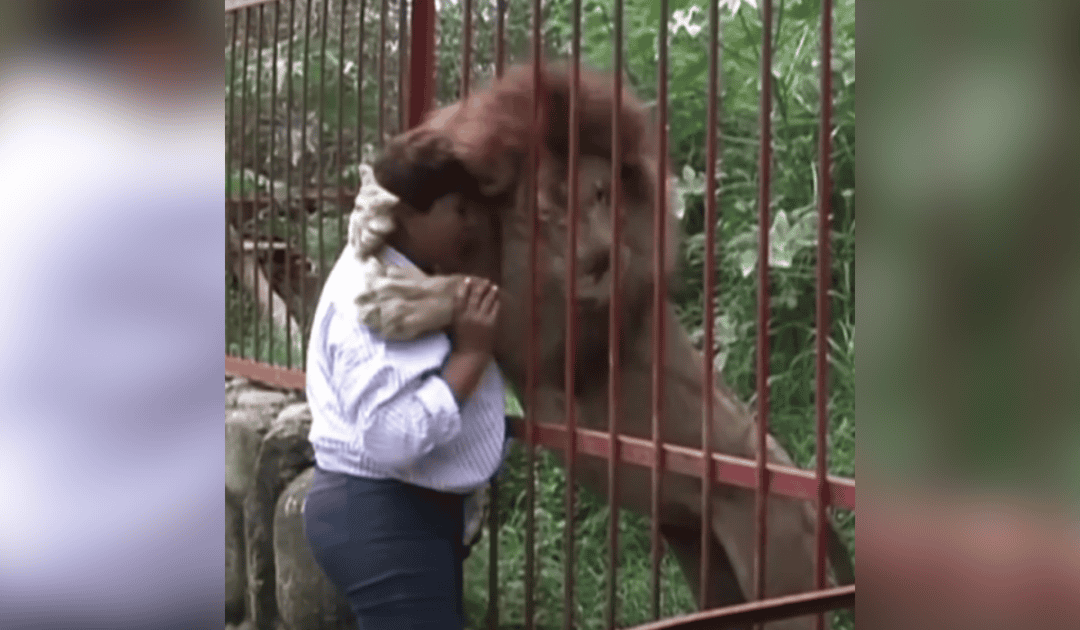 Massive Lion Reunites With Human Mother 12 Years Laters - Animals ...