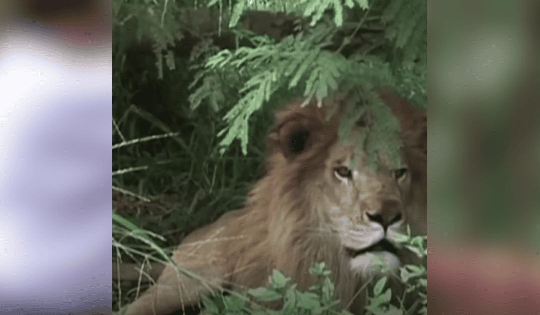 Massive Lion Reunites With Human Mother 12 Years Laters - Animals ...