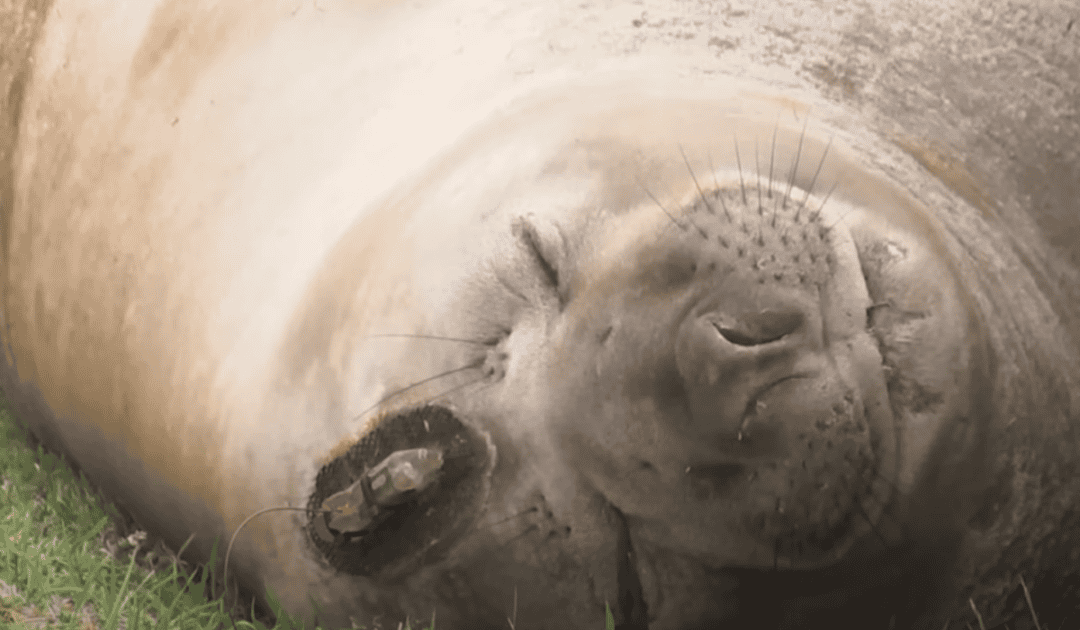 600 kg Elephant Seal Forces Women To Take The Day Off Work