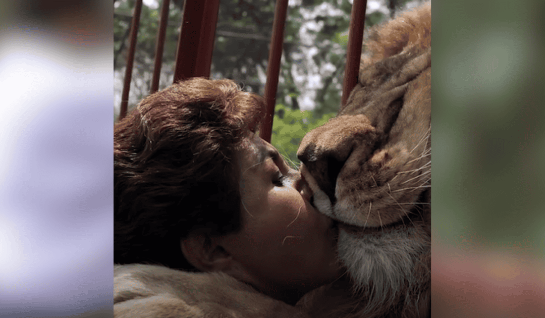 Massive Lion Reunites With Human Mother 12 Years Laters - Animals ...