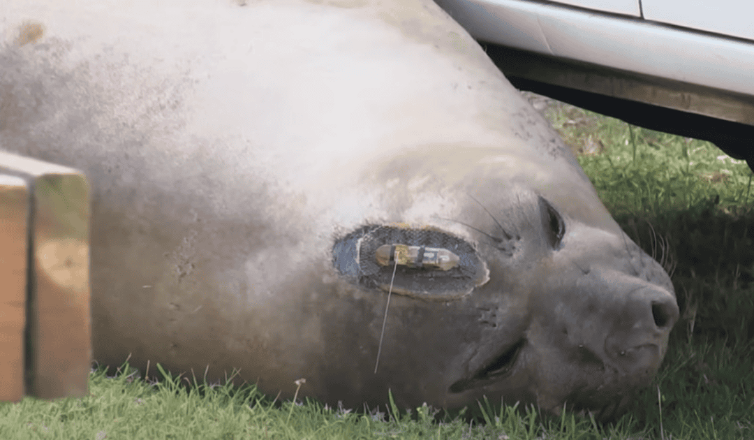 600 kg Elephant Seal Forces Women To Take The Day Off Work