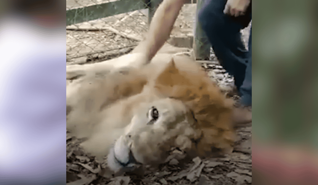 Massive Lion Reunites With Human Mother 12 Years Laters - Animals ...