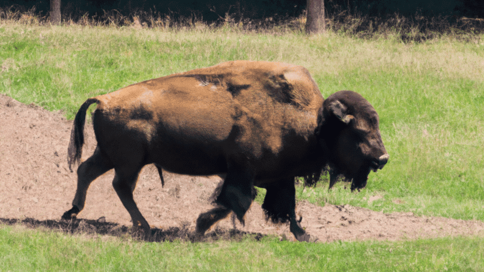 Massive Bison Headbutts and Knocks Down Person on Camera in Texas ...