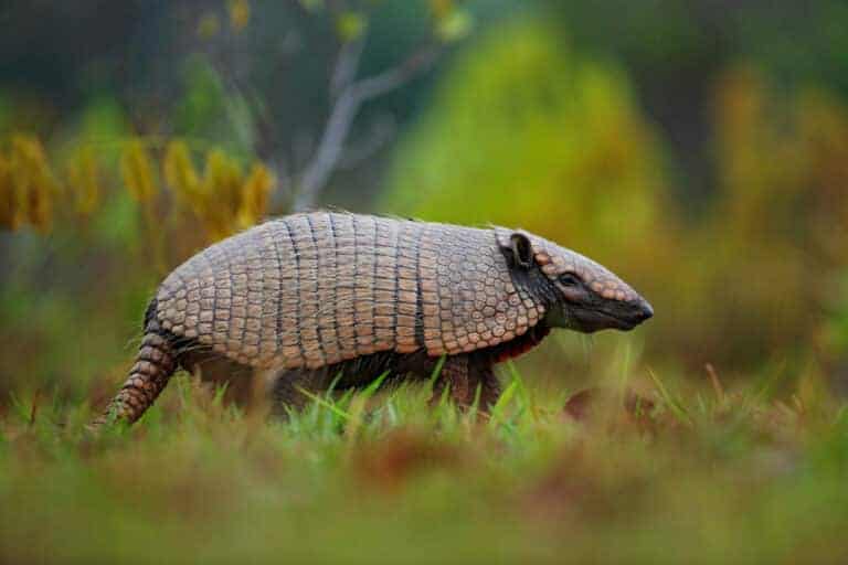 Texas Treasures: The Diverse Wildlife of the Lone Star State - Animals ...