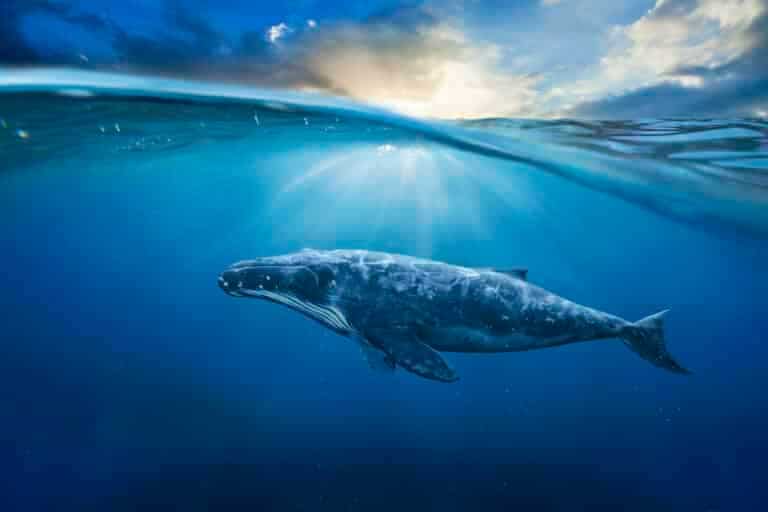 A Tale of Whale Migration in Both Hemispheres - Animals Around The Globe