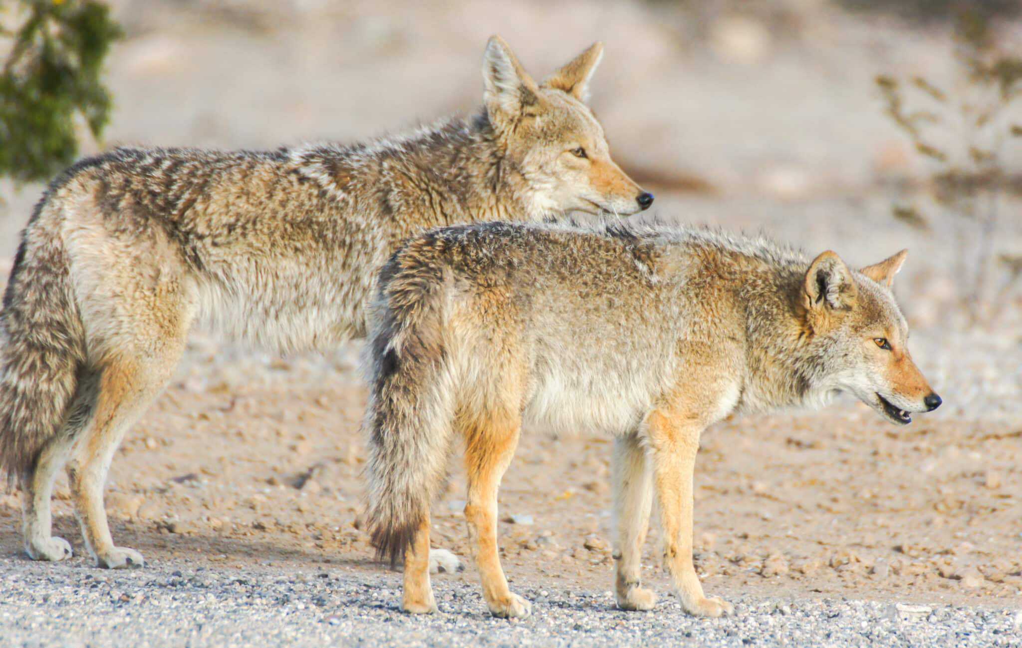 Exploring the Animal Kingdom in Los Angeles - Animals Around The Globe