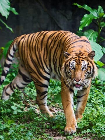 Animals in Asia - Animals Around The Globe