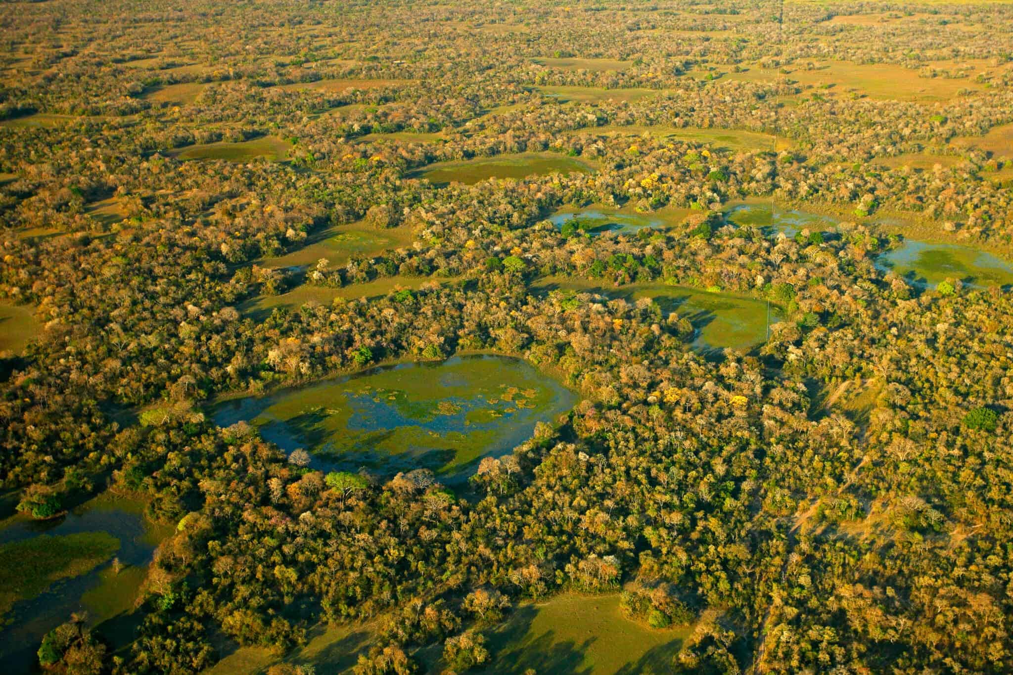 Top Jungle Treks for Spotting Jaguars and Tapirs - Animals Around The Globe