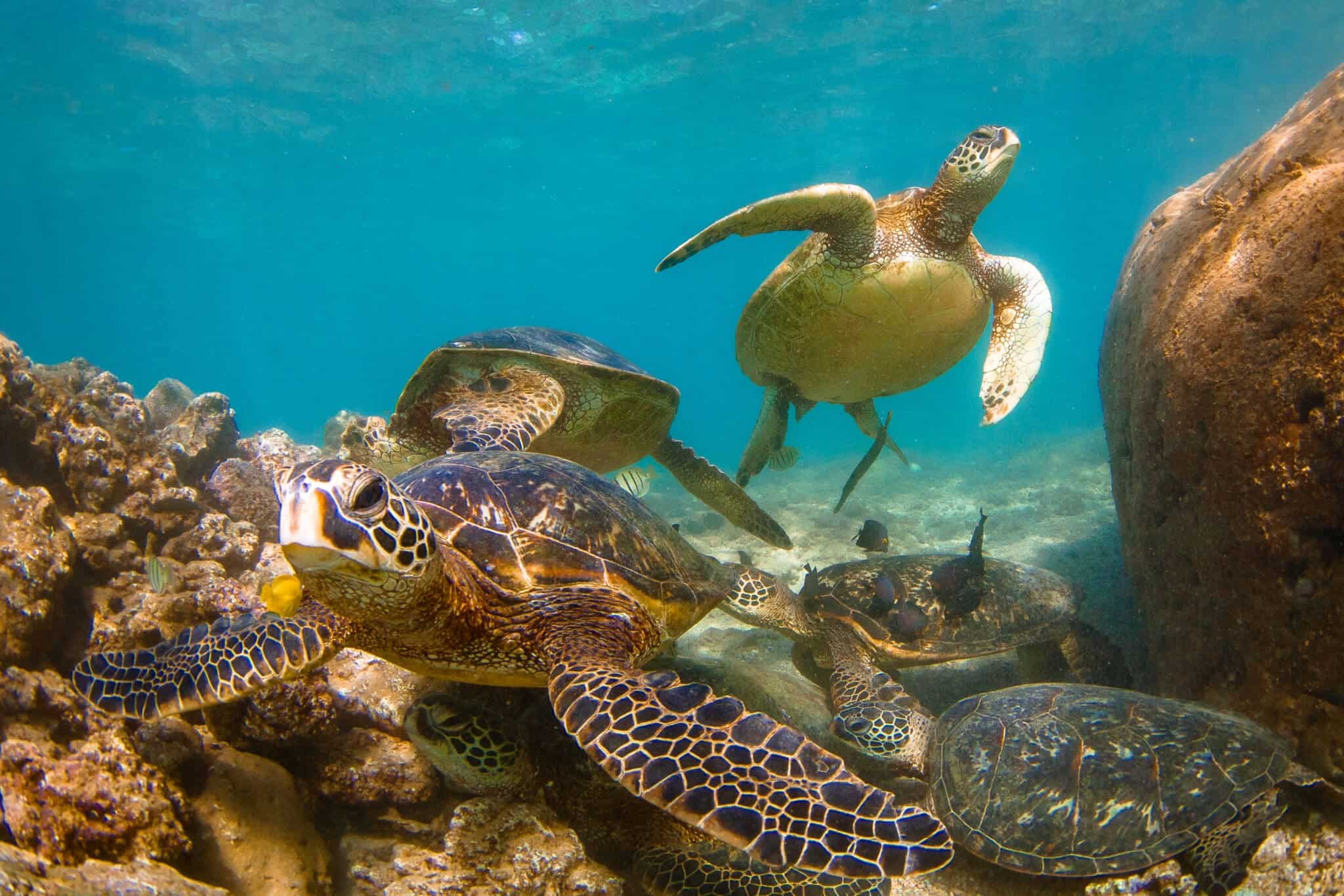 How Sea Turtles Use Magnetic Plates as GPS to Navigate - Animals Around ...