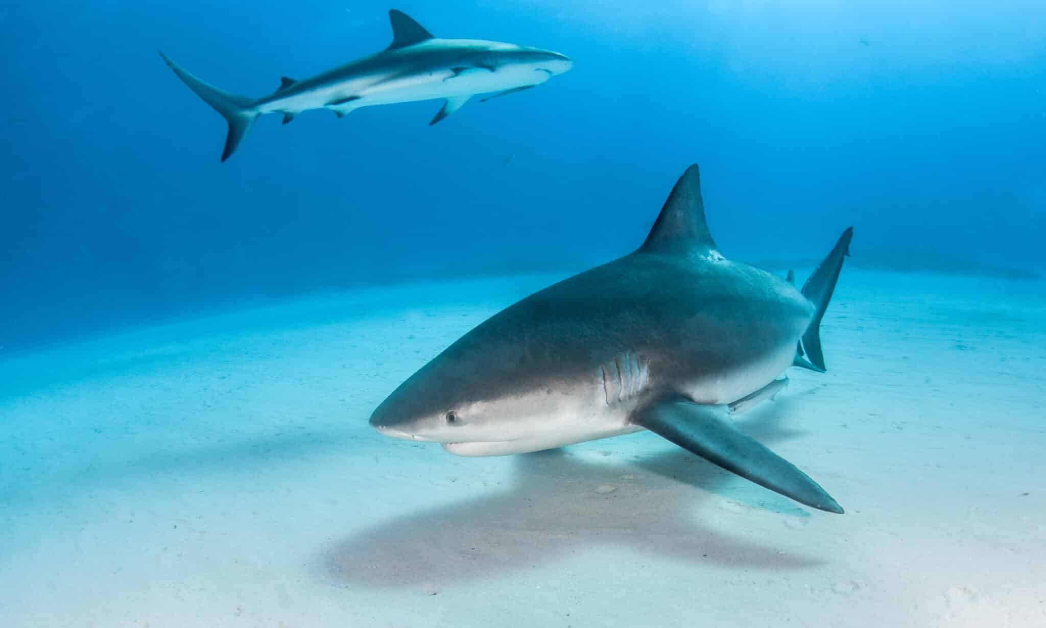 17 Years Landlocked: 6 Bull Sharks Uncanny Golf Course Home - Animals ...