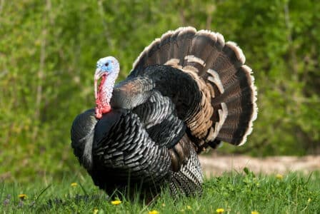 Latest News & Expert Insights from the Animal Kingdom - Animals Around ...