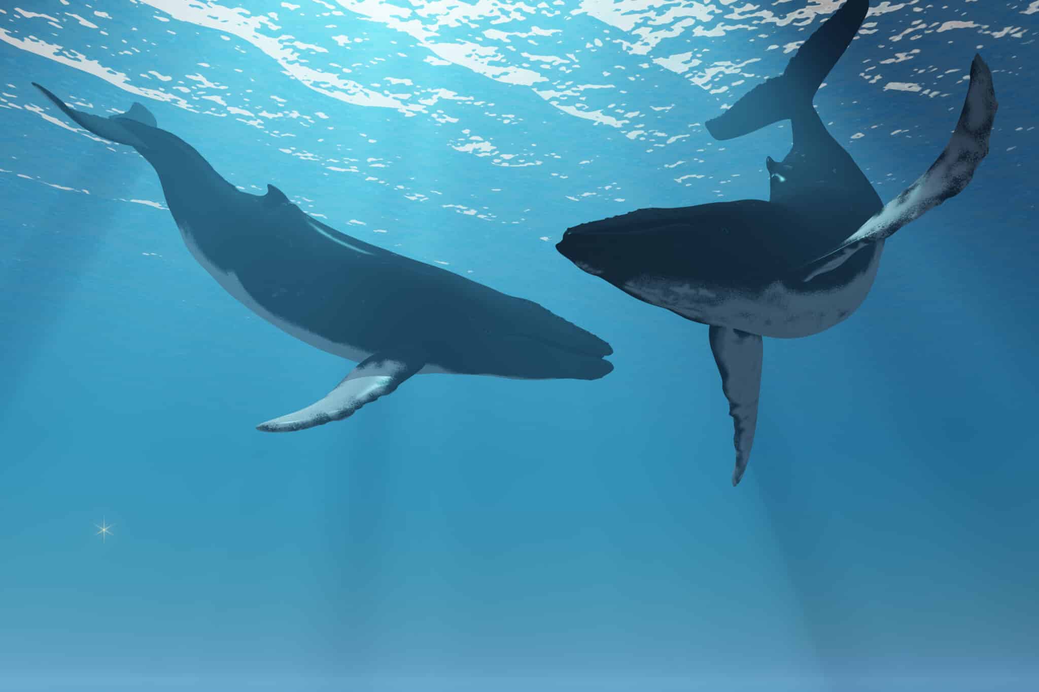 A Tale of Whale Migration in Both Hemispheres - Animals Around The Globe