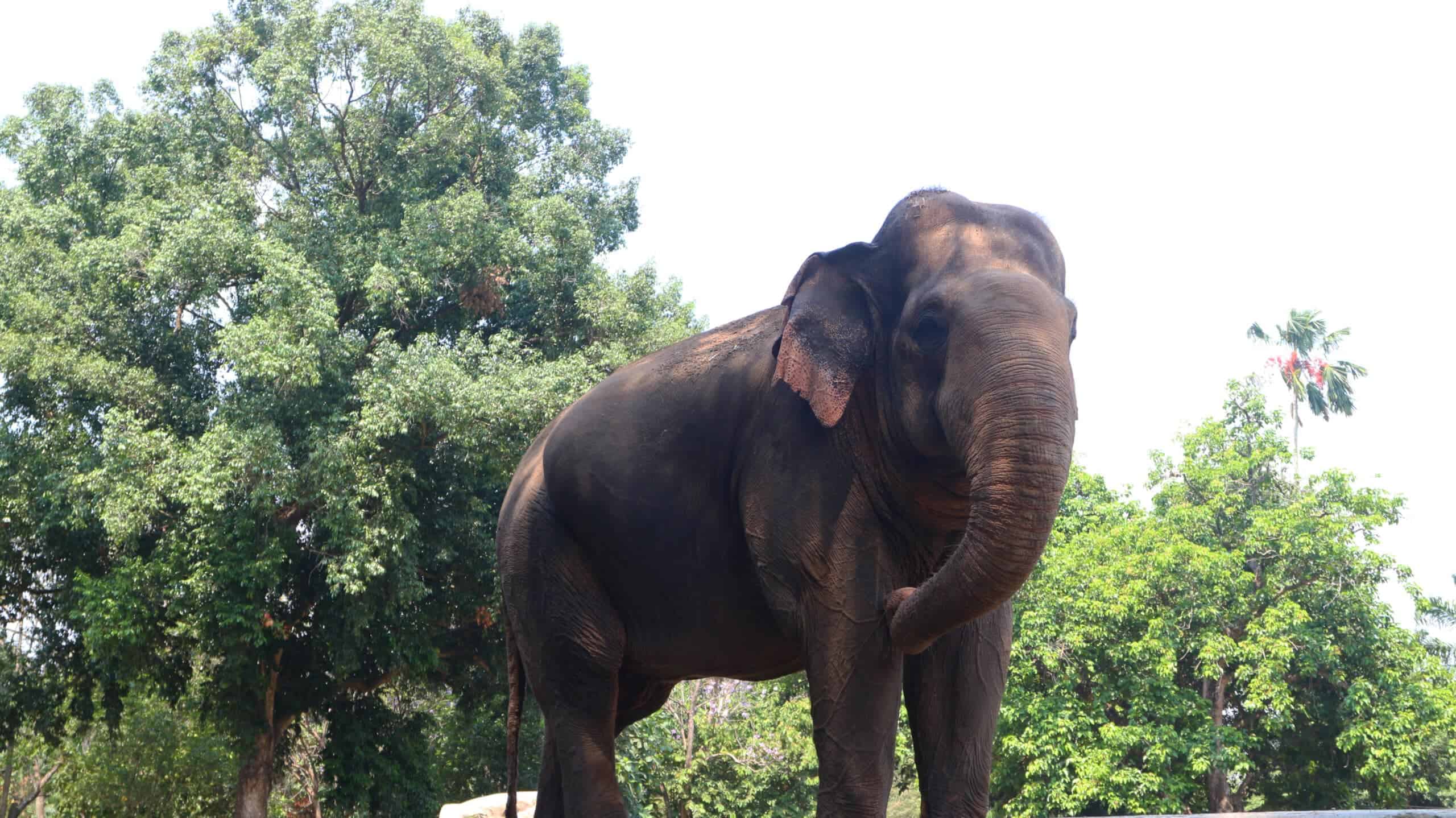 The Best Places to See Elephants in The Wild - Animals Around The Globe