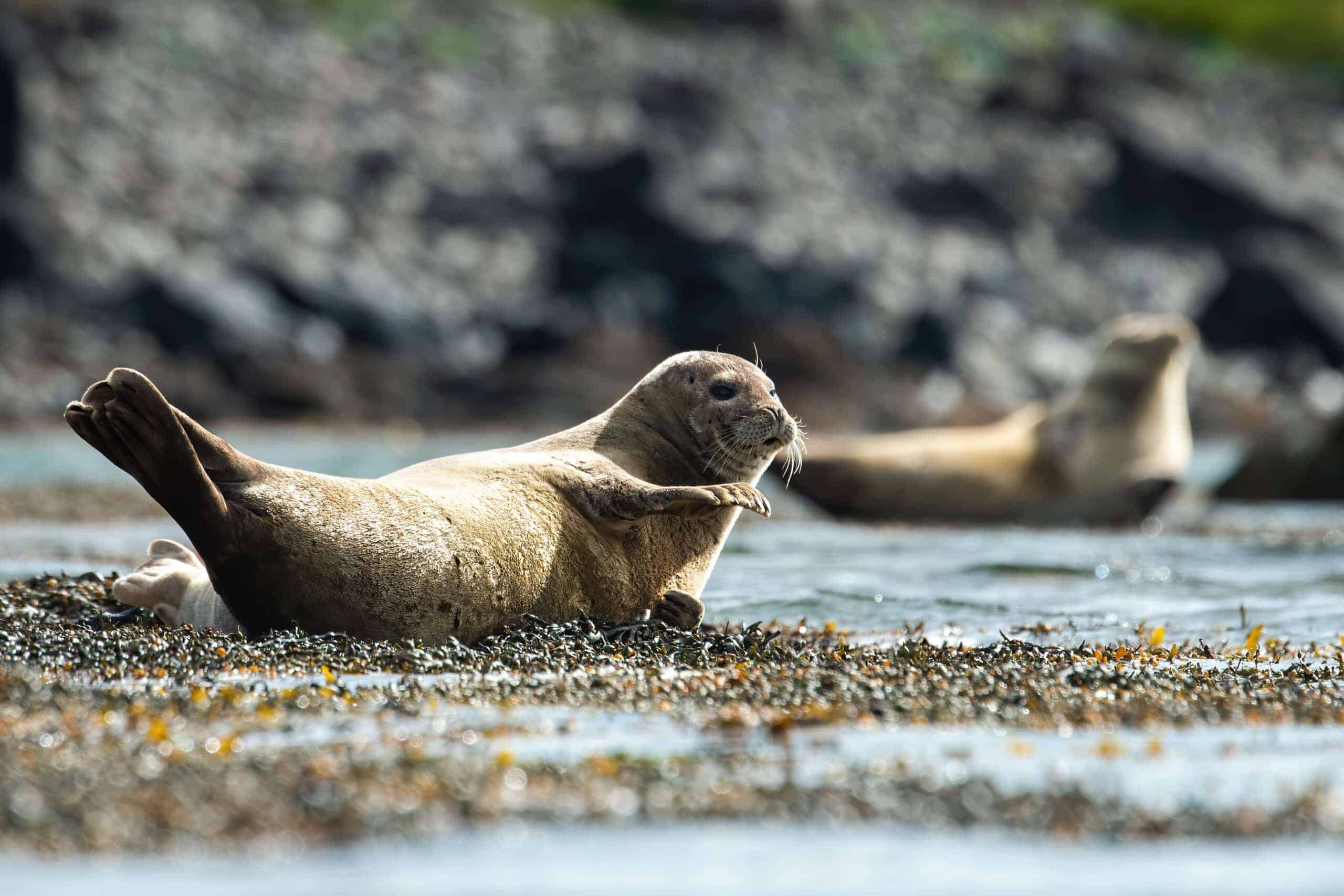 The Difference Between Seals And Seal Lions - Animals Around The Globe