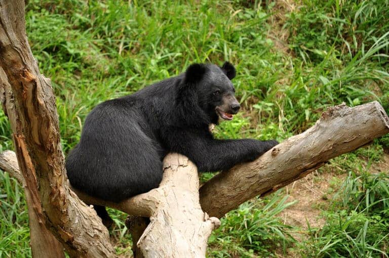 The Bear Species Scientists Thought Was Extinct Until Now - Animals ...