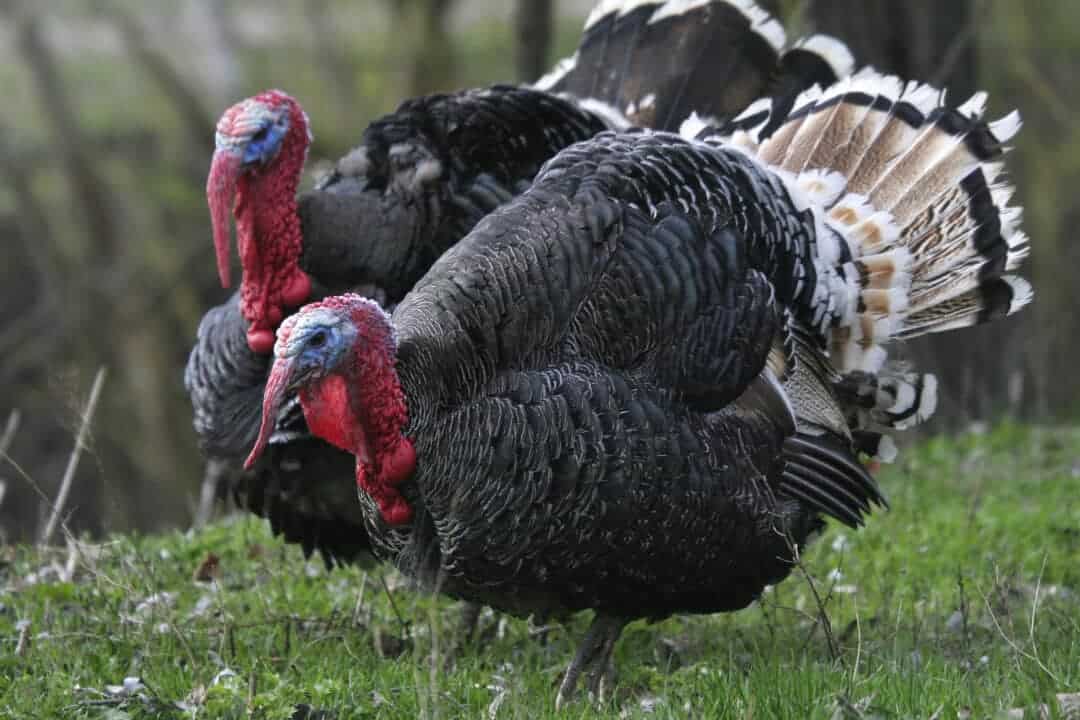 Meet The 20 Most Popular Animals Of Michigan - Animals Around The Globe