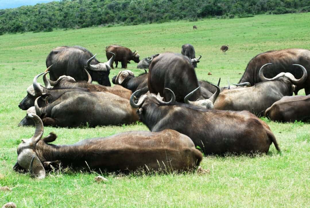 When Buffalo Stampede—What Happens in the Wild - Animals Around The Globe