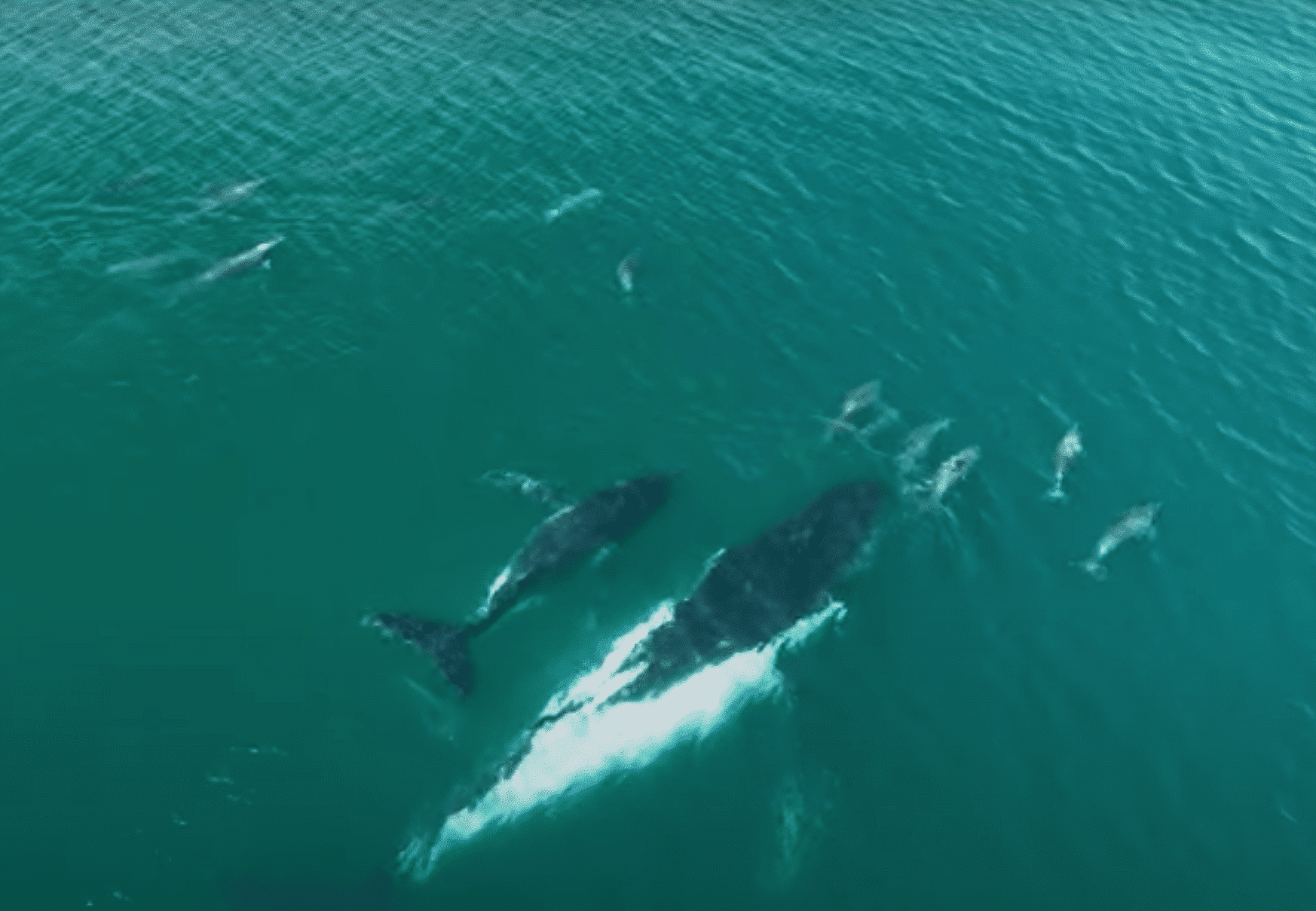 Dolphins Guide Humpback Whale and Calf Back to Migration Route ...
